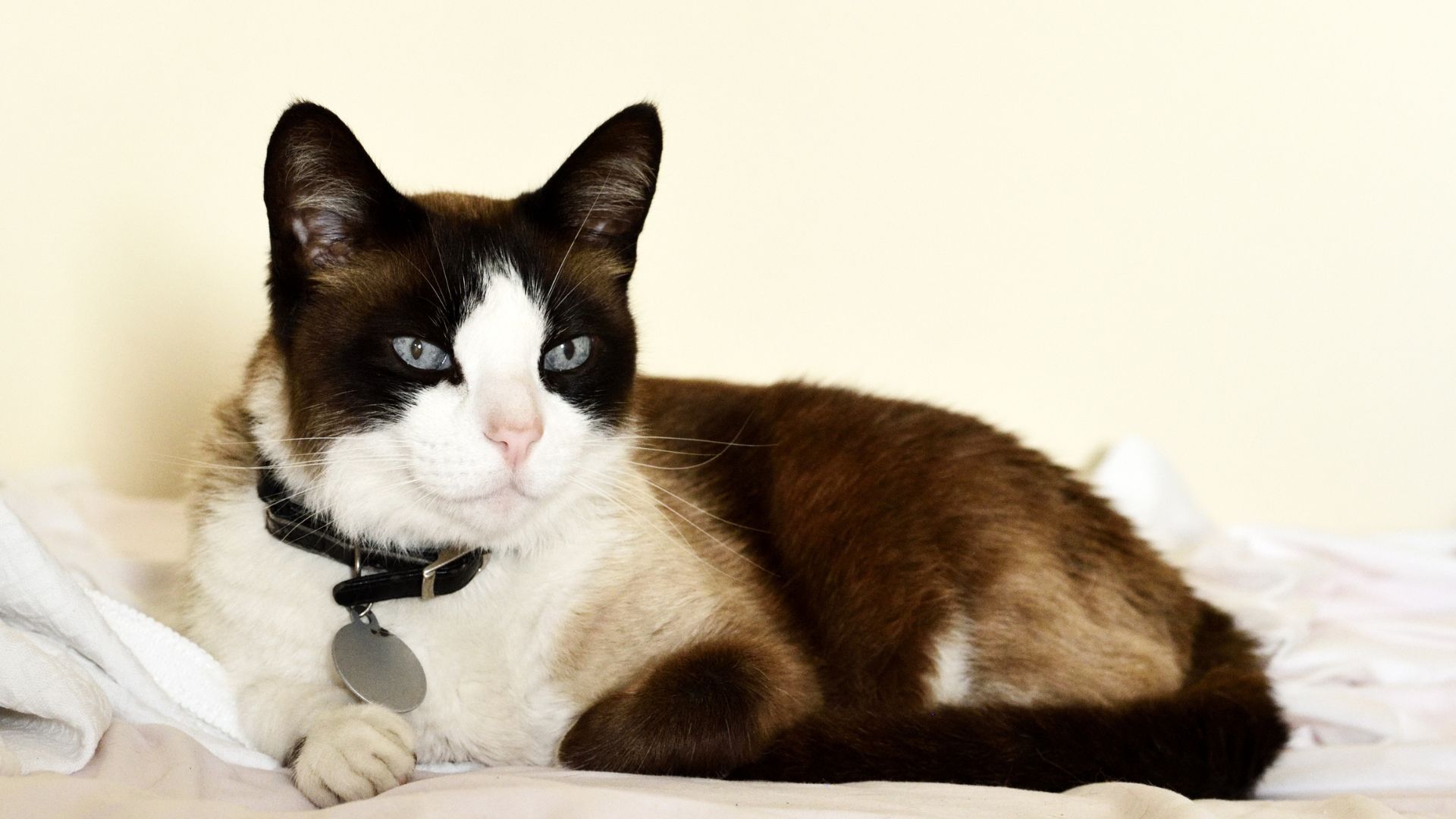 Getting Your Cat Fixed: What To Expect | North Hills Animal Hospital